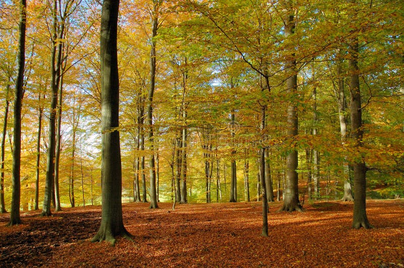 Beech forest stock photo. Image of sunlight, tree, environment - 14623080