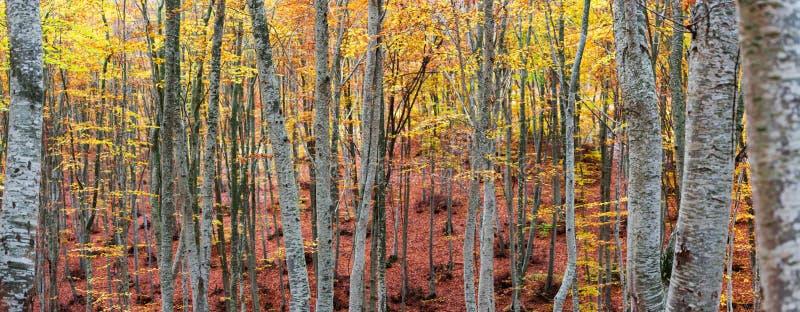 Beech forest in autumn stock image. Image of colorful - 91101587