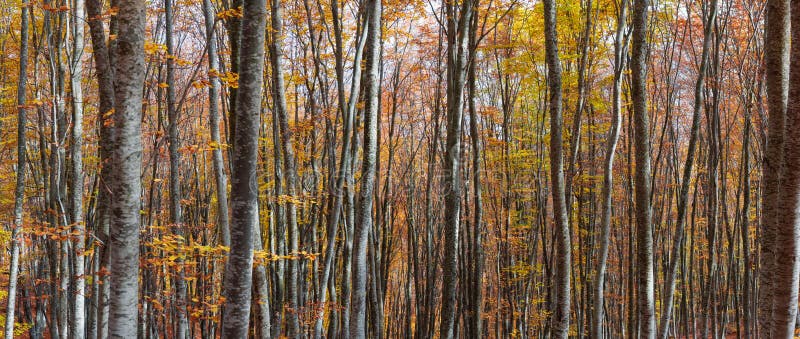 Beech forest in autumn stock image. Image of colorful - 91102185