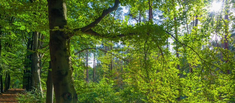 Beech Forest in Autumn Colors in Sunlight Stock Image - Image of blue ...