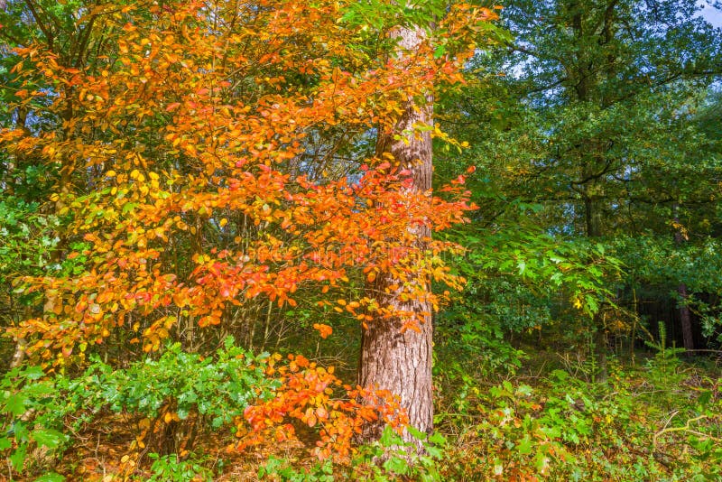 Beech Forest in Autumn Colors in Sunlight Stock Image - Image of path ...