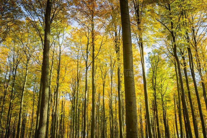 Beech Forest in Autumn. Horizontal. Stock Photo - Image of tree, trees ...