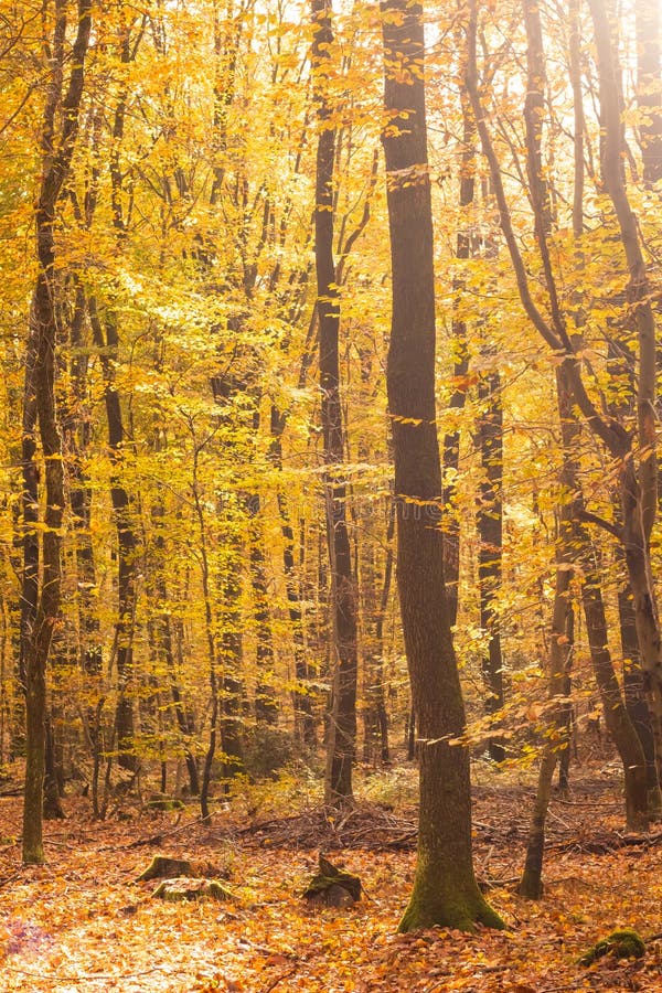 Beech Forest in Autumn with Its Pretty Golden Colors Stock Photo ...
