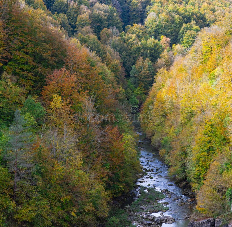 Beech Forest in Autumn Next To the Irati River, Navarra Stock Image ...
