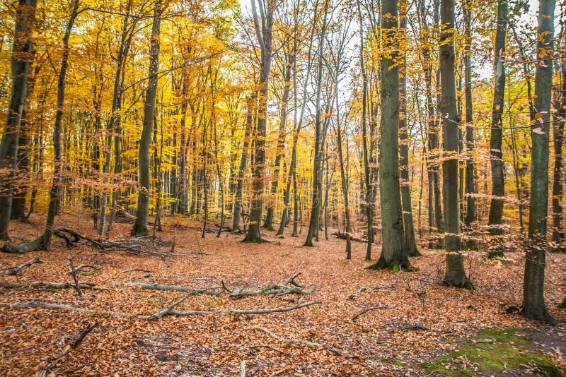Beech forest in autumn stock photo. Image of forest - 131535476