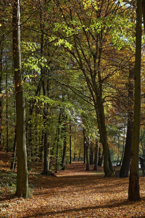Beech Forest in Autumn, Teutoburg Forest, Lower Saxony, Germany Stock ...