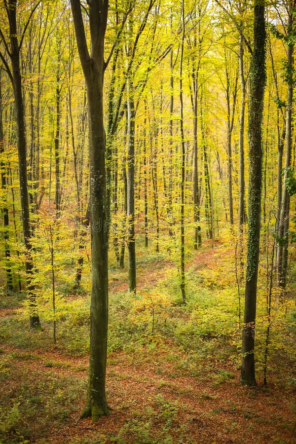 Beech forest in autumn stock photo. Image of season - 103680794