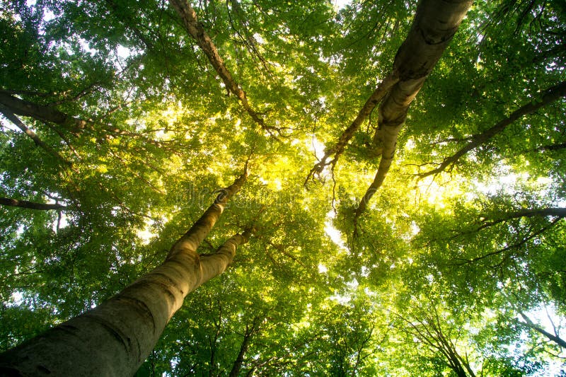 Beech Forest. Main Forest-forming Species of European Forests Stock ...