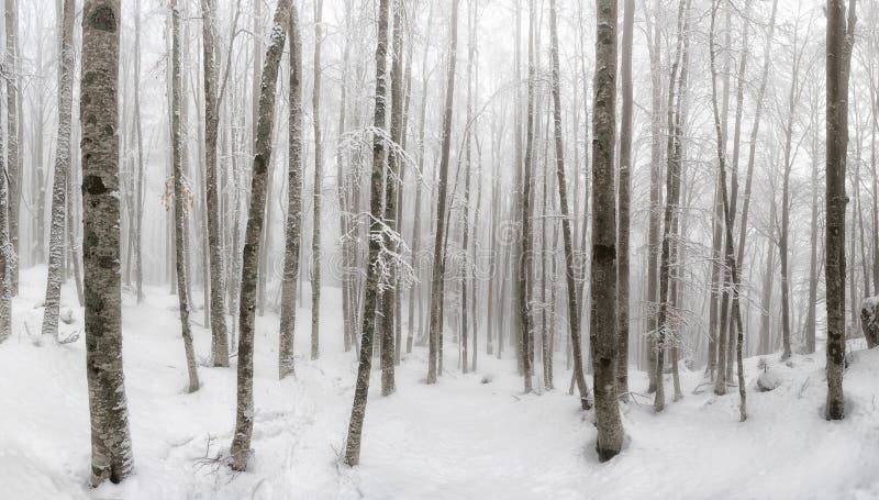 Beech Forest Covered by Snow, Undergrowth Illuminated by Day. Ba Stock ...