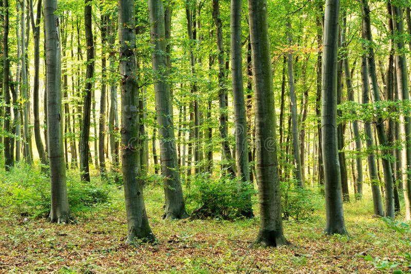 Beech forest stock image. Image of sunny, spring, leafage - 32773221