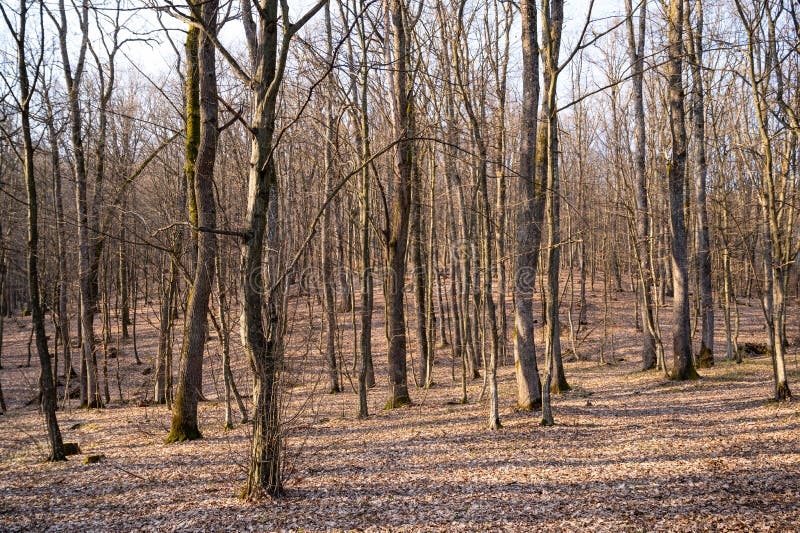 Beech Forest in Early Spring Stock Photo - Image of park, early: 177119932