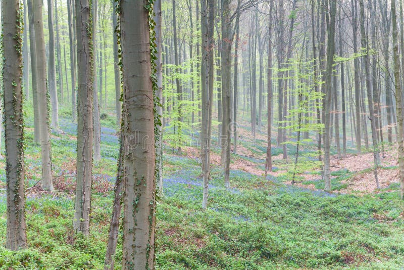 Beech Forest with Flowers in Spring Stock Photo - Image of hallerbos ...