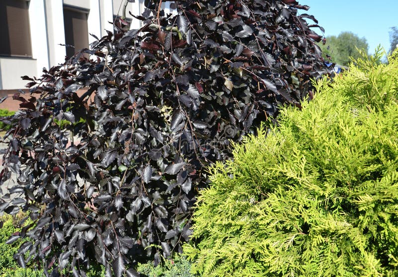 Thuja Western in the Garden Center, Growing Thuja in Greenhouses and on ...