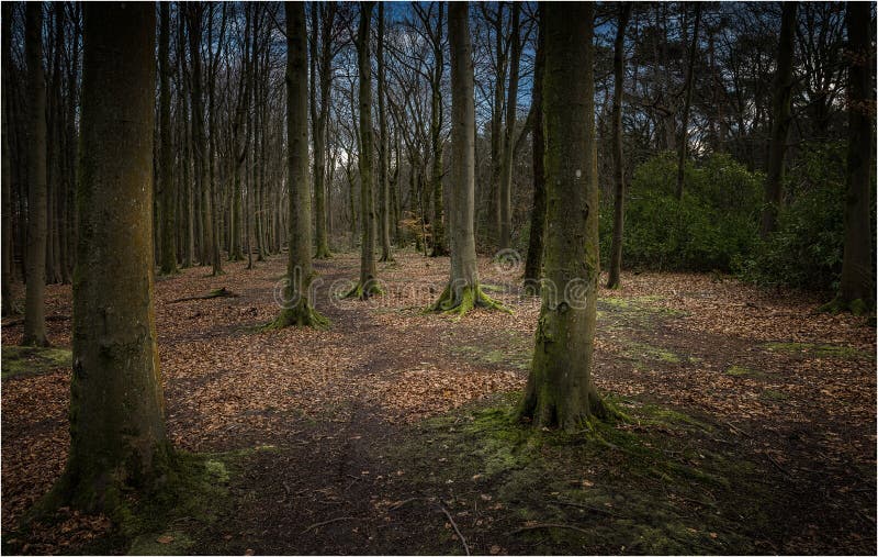 Beech Forest -Glasgow stock photo. Image of scottish - 140418880