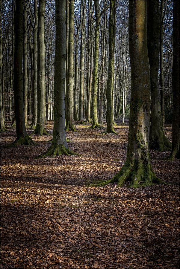 Beech Forest -Glasgow stock photo. Image of water, reflection - 140419068