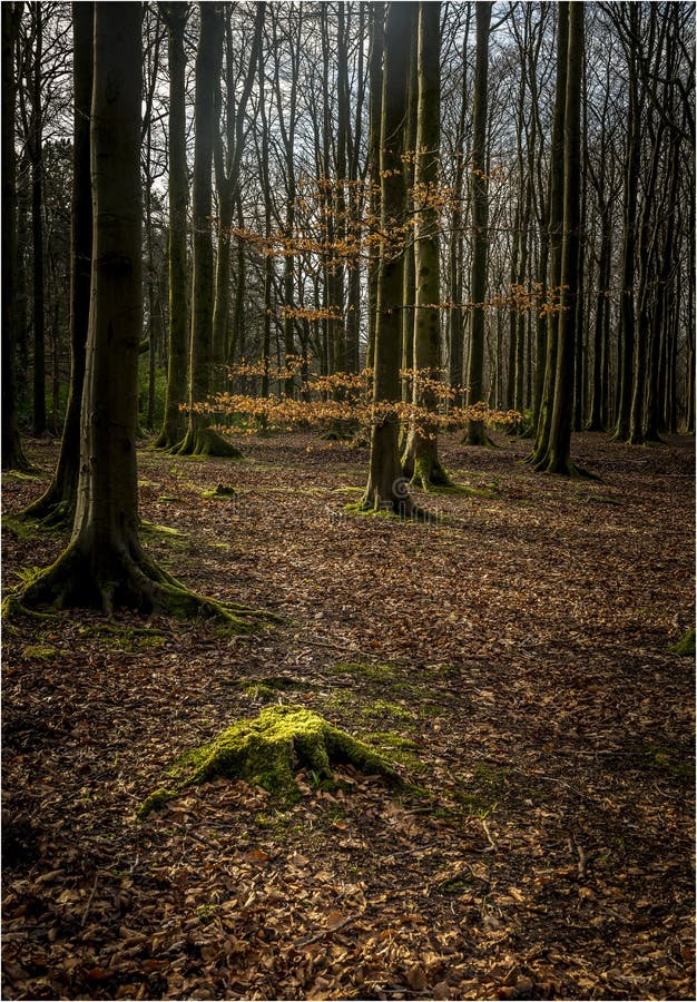 Pollok Country Park - Glasgow Stock Photo - Image of water, scotland ...