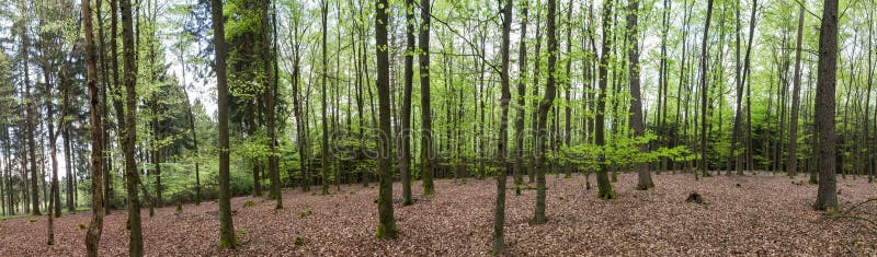 Beech Forest High Definition Panorama Stock Photo - Image of plant ...