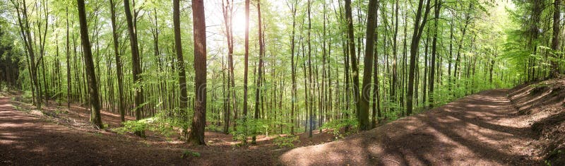 Beech Forest High Definition Panorama Stock Photo - Image of deciduous ...