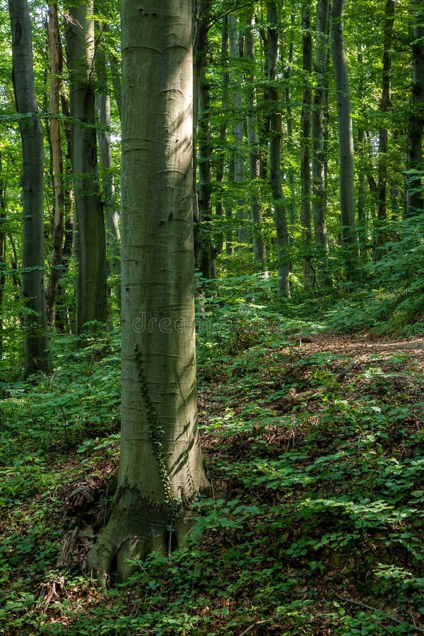 Beech forest from Hungary stock image. Image of leafage - 71670579