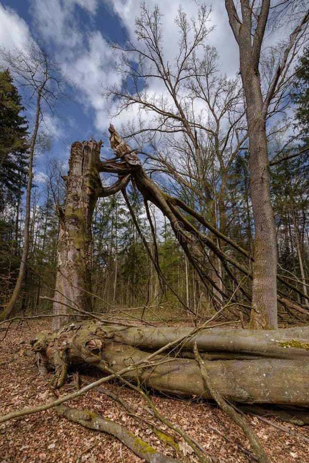 Broken tree stock photo. Image of break, tree, trunk - 277206322
