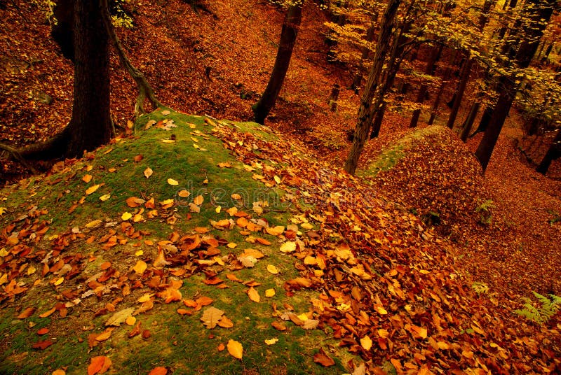 Beech forest landscape stock image. Image of colorful - 3488879