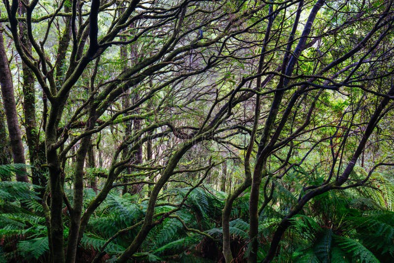 Beech Forest Landscape in Australia Stock Photo - Image of nature ...