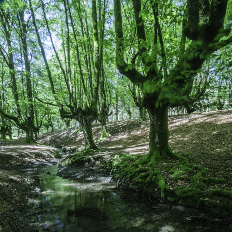 Beech stock photo. Image of stream, bilbao, reflections - 34109712