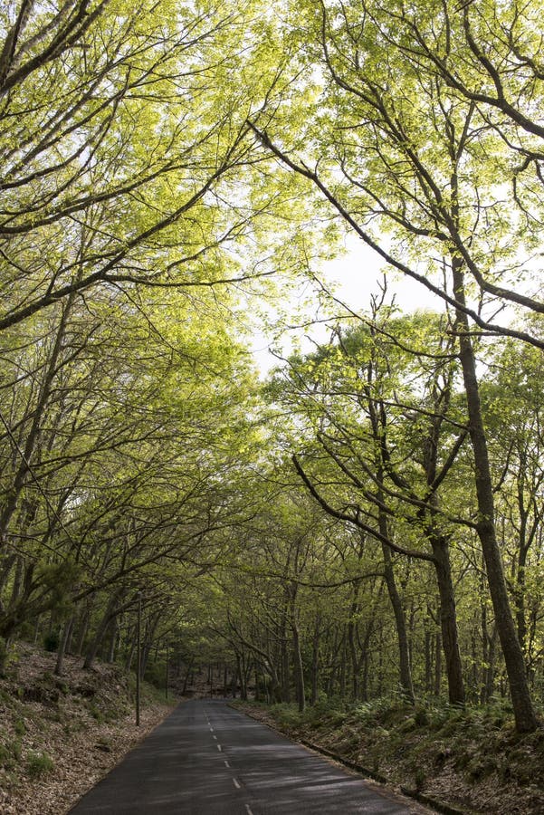 Beech Forest on Madeira Island Stock Photo - Image of animals, tree ...