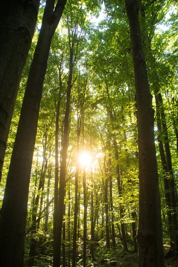 Beech Forest. Main Forest-forming Species of European Forests Stock ...
