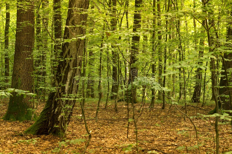 Beech Forest, the Main Forest-forming Species of Europe Stock Image ...