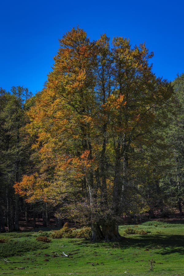 Beech Tree with Foliage of the Bright Colors of Autumn Stock Image ...