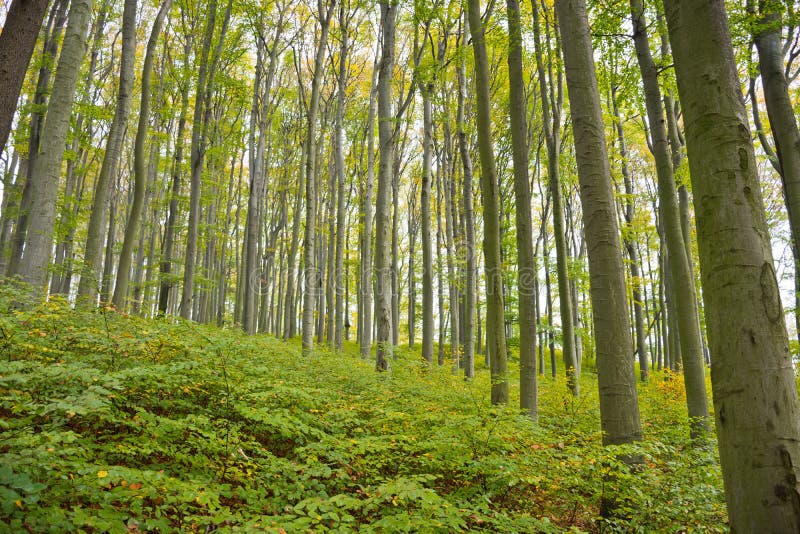Beech Forest with Natural Regeneration Stock Image - Image of ...