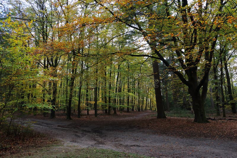 Beech Forest in the Netherlands Stock Image - Image of leaves, autumn ...