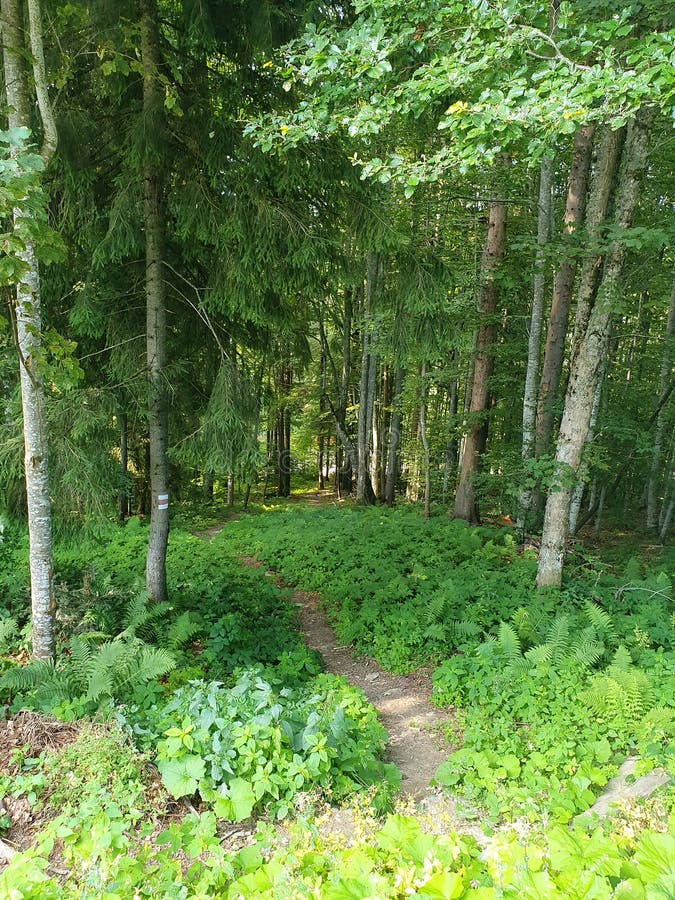 A Beech Forest in the Prime of Summer, Bathed in Sunlight. the Mighty ...