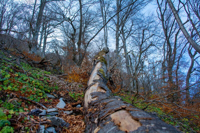 Beech Forest and Rotten Tree Stock Photo - Image of landscape, stream ...