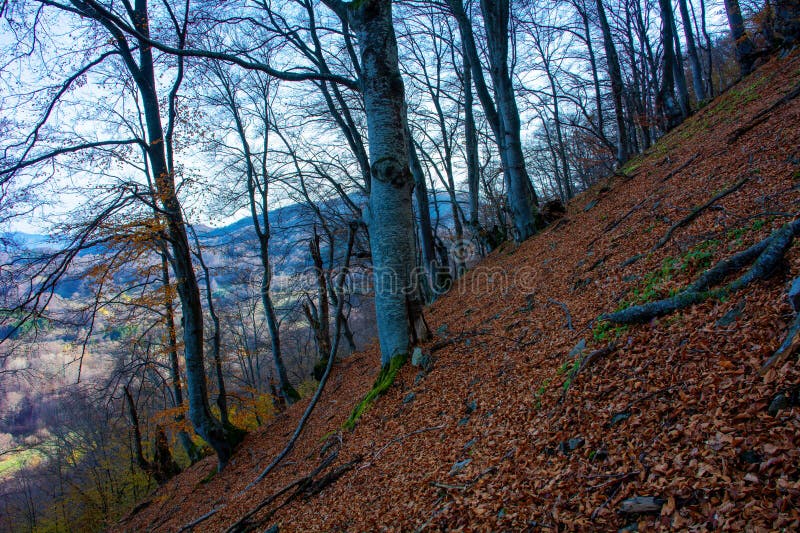 Beech Forest and Sloping Hill Stock Image - Image of wilderness, rock ...