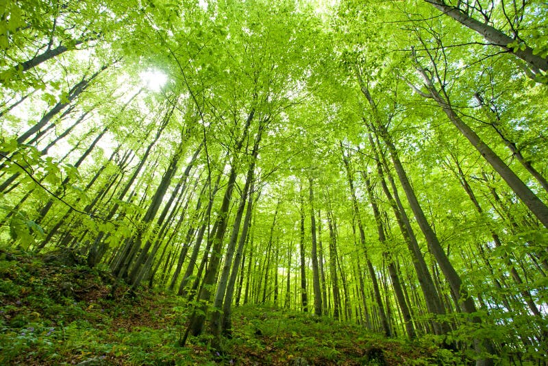 Beech forest in spring stock image. Image of outdoor - 16328201