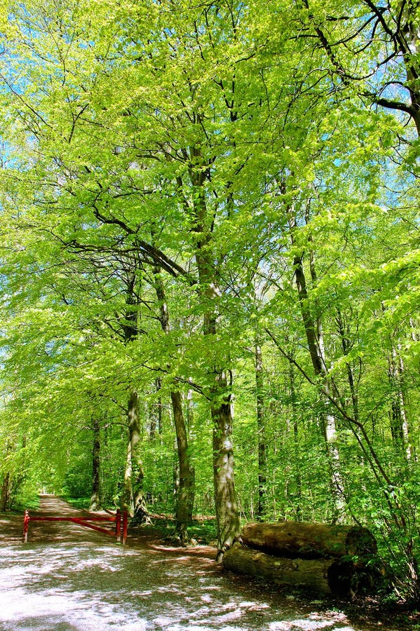 Beech forest stock image. Image of autumn, fresh, outside - 23210235