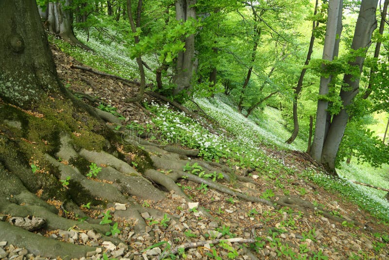 Beech forest in spring stock image. Image of leek, ramson - 207115403