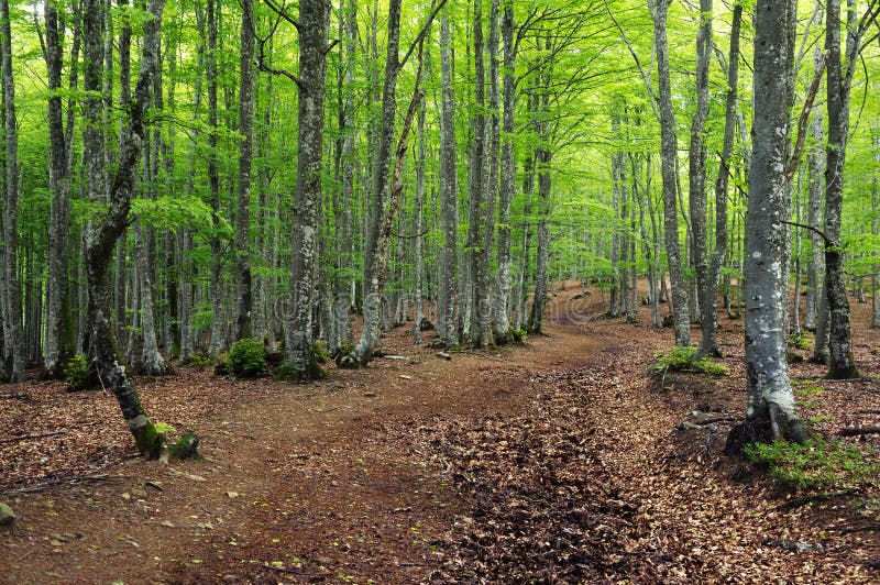 Beech Forest in Spring and a Pathway Stock Image - Image of spring ...