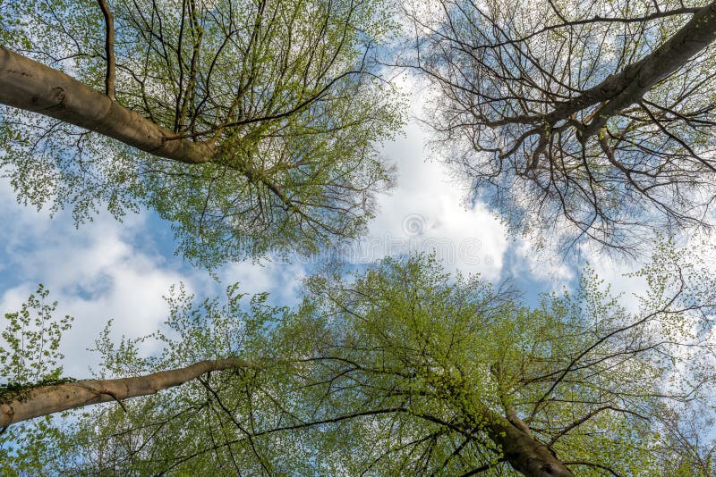Beech Forest in the Spring by Sunny Weather Stock Photo - Image of ...