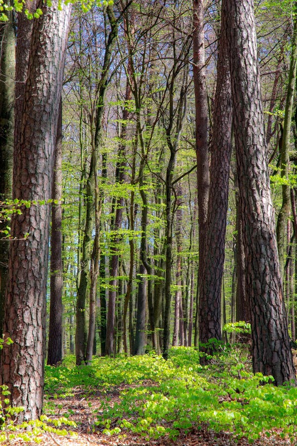 Beech Forest during Spring Time Stock Image - Image of tranquillity ...