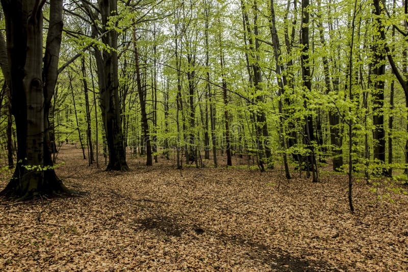 Beech Forest in Spring with Young, Leaves As a Background Stock Image ...