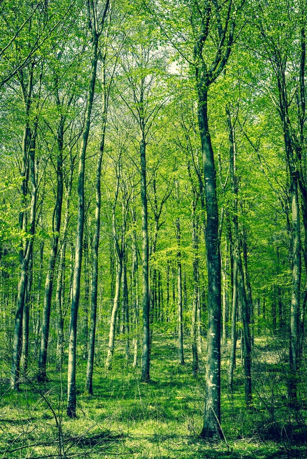 Beech forest at springtime stock photo. Image of outdoors - 53977688