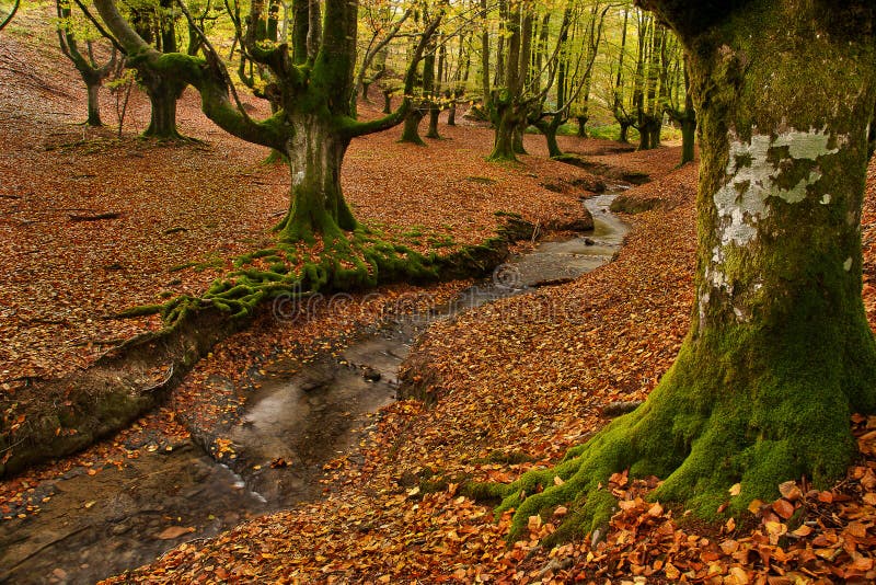 The stream stock image. Image of stream, moss, harmonious - 30782841