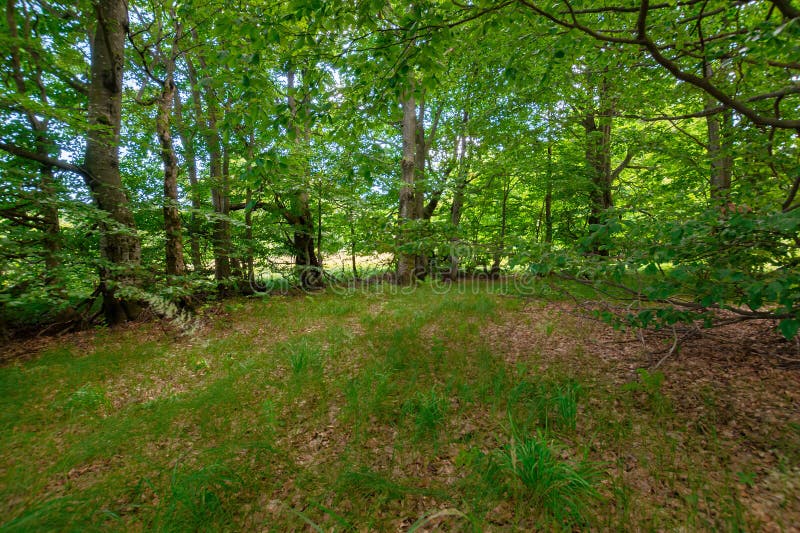 Beech Forest in Summer. Trees in Lush Green Foliage Stock Photo - Image ...