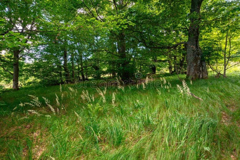 The Trees of the Lush Leaves Grow on the Backyard Land Stock Photo ...