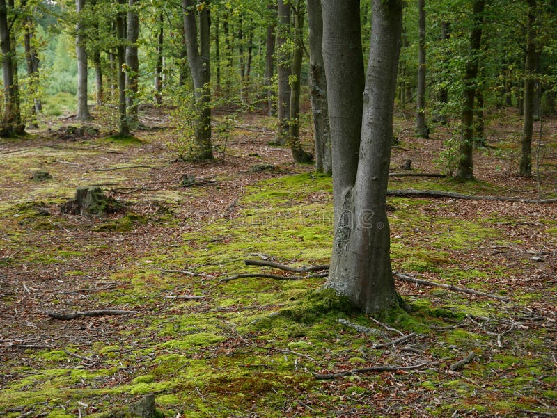 Beech Forest Trees Forked stock image. Image of early - 192902237