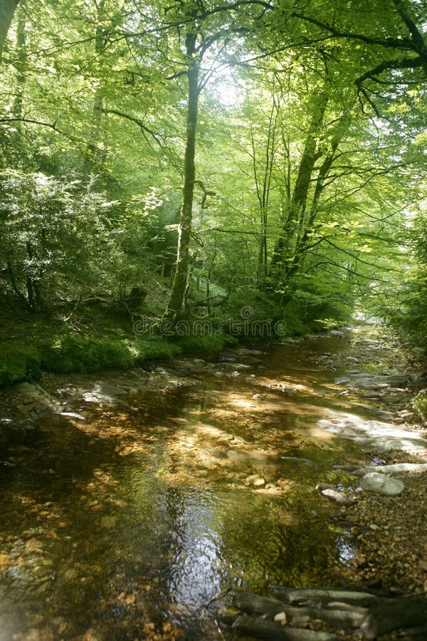 Beech Forest Trees with River Flow Under Stock Image - Image of light ...