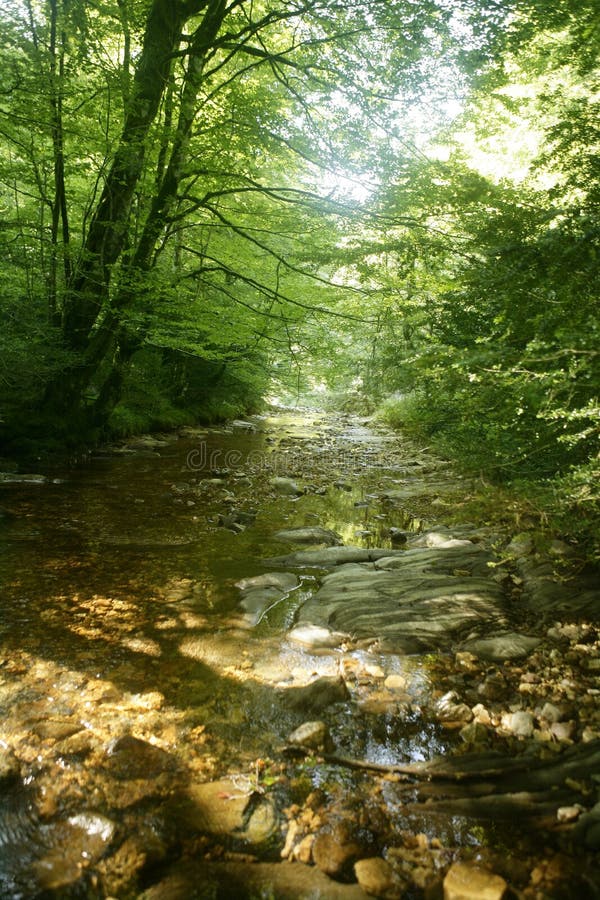 Beech Forest Trees with River Flow Under Stock Image - Image of moss ...